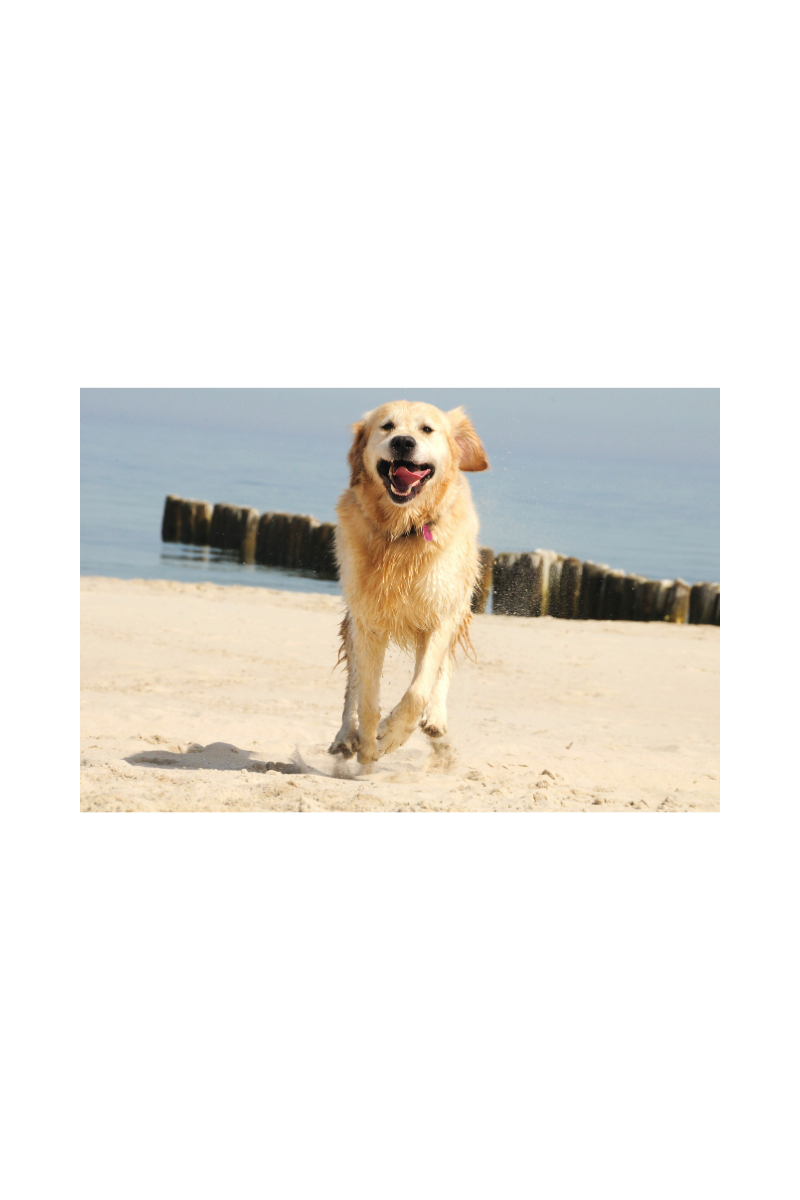 Ultimate Guide To Training Your Dog To Come When Called